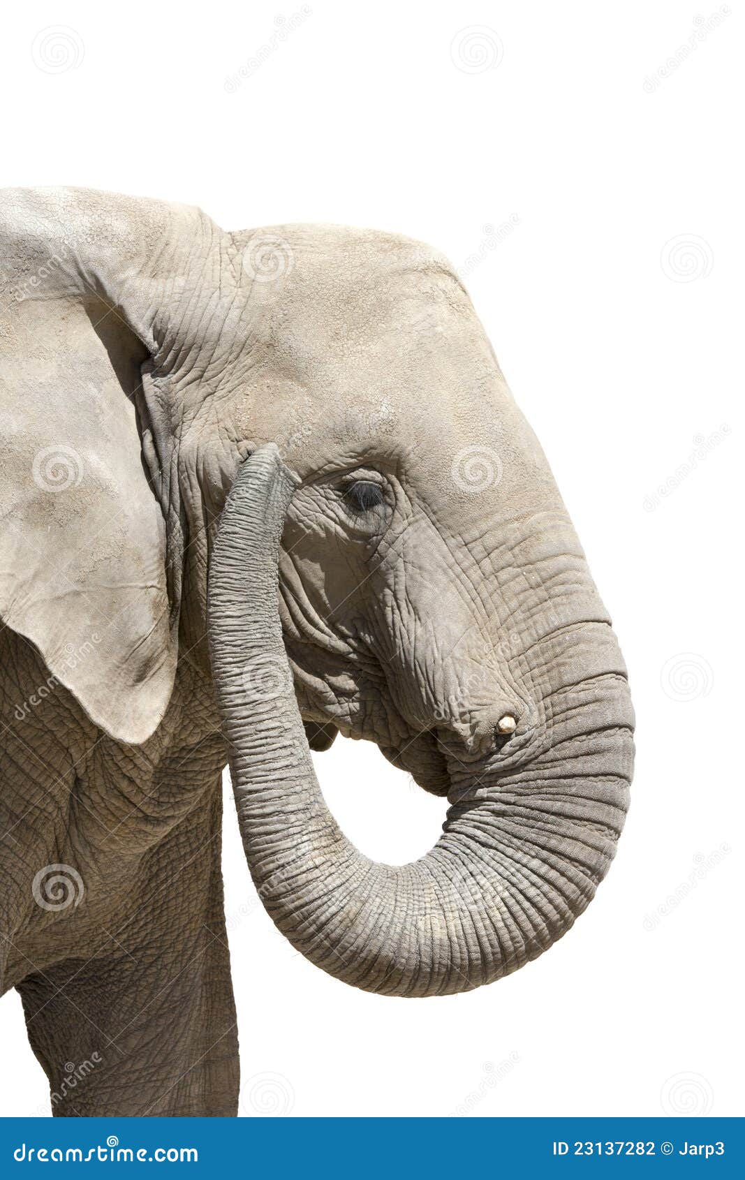 Elephant isolated white stock photo. Image of mammal - 23137282