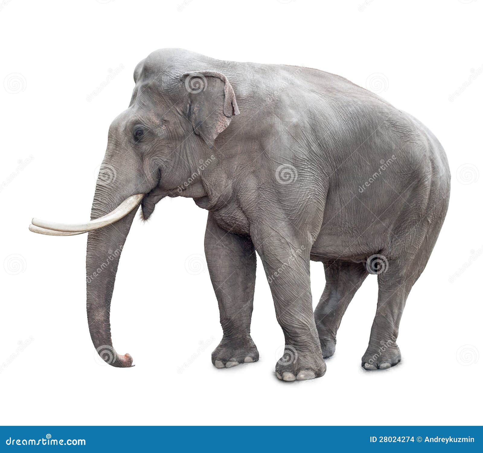 Elephant Isolated On White Background . Royalty-Free Stock Image ...