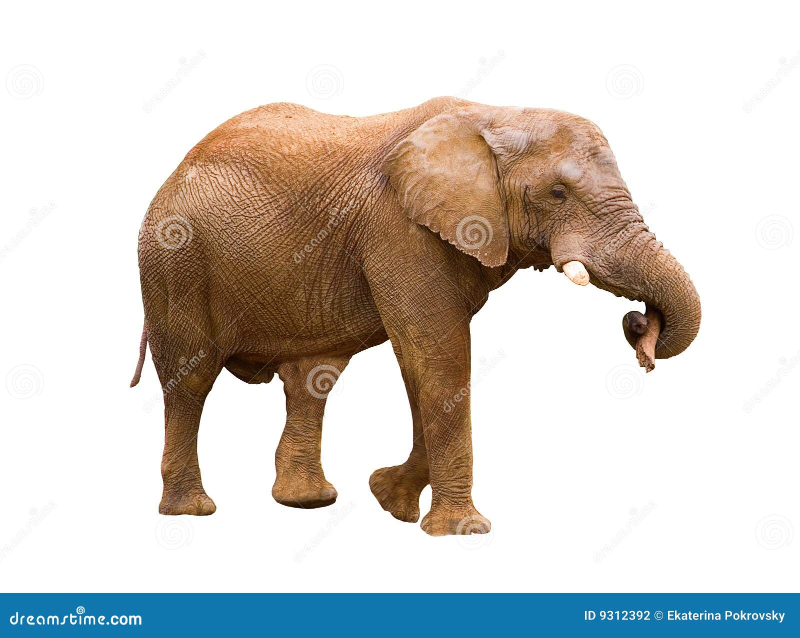 Elephant isolated on white stock photo. Image of isolated - 9312392