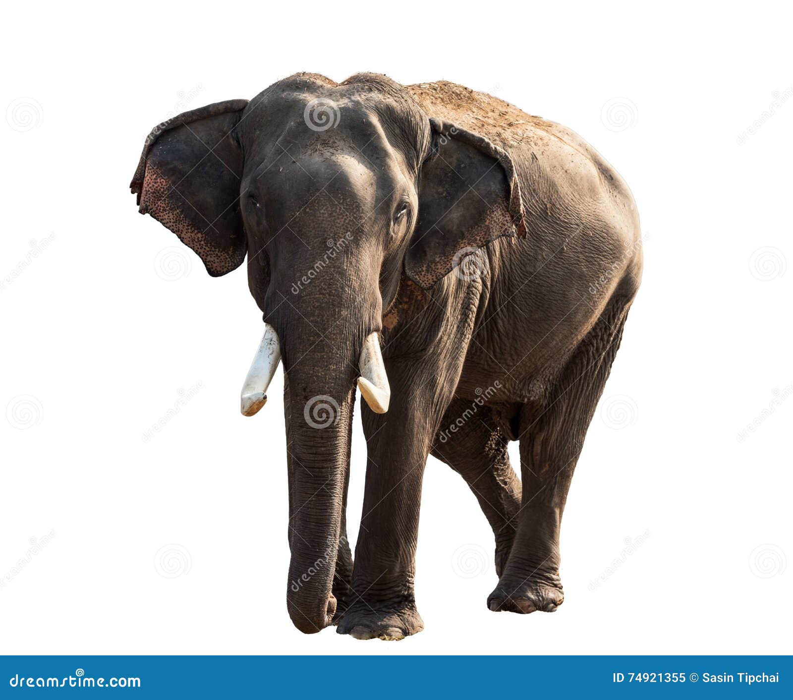 Elephant isolated on white stock image. Image of male - 74921355