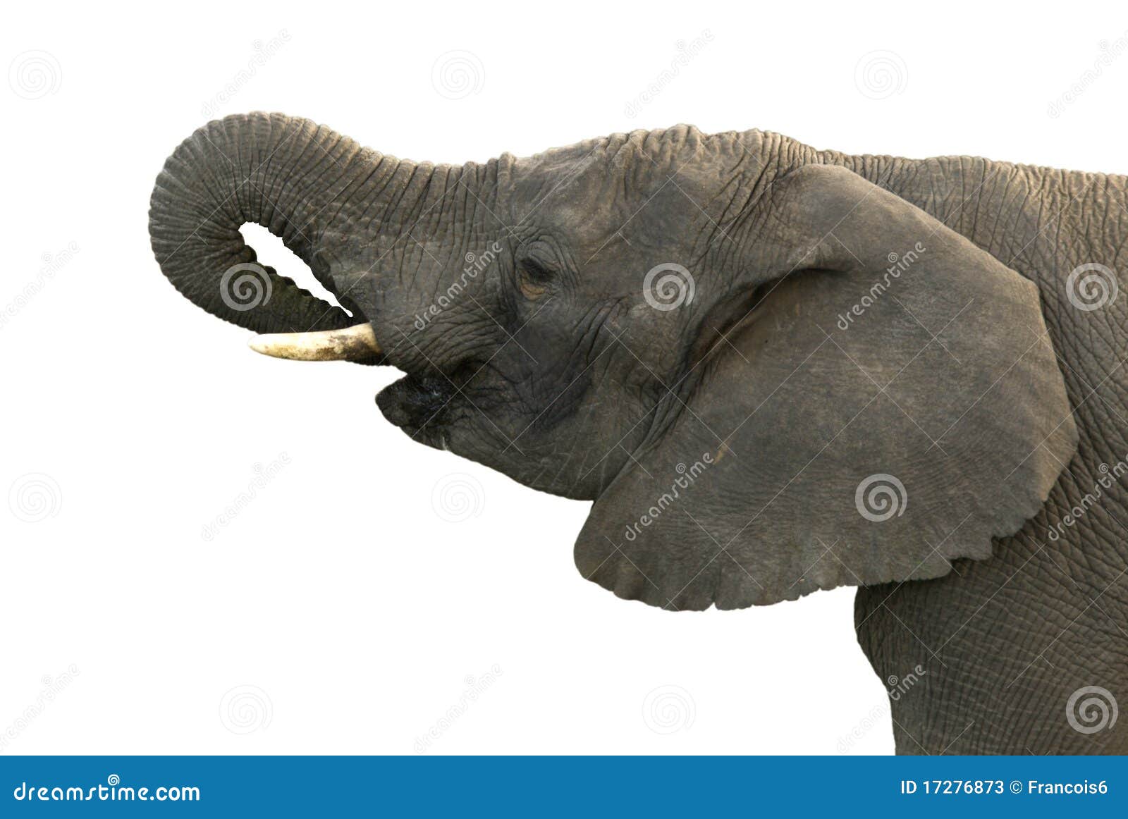 Elephant isolation stock image. Image of ground, bush - 17276873