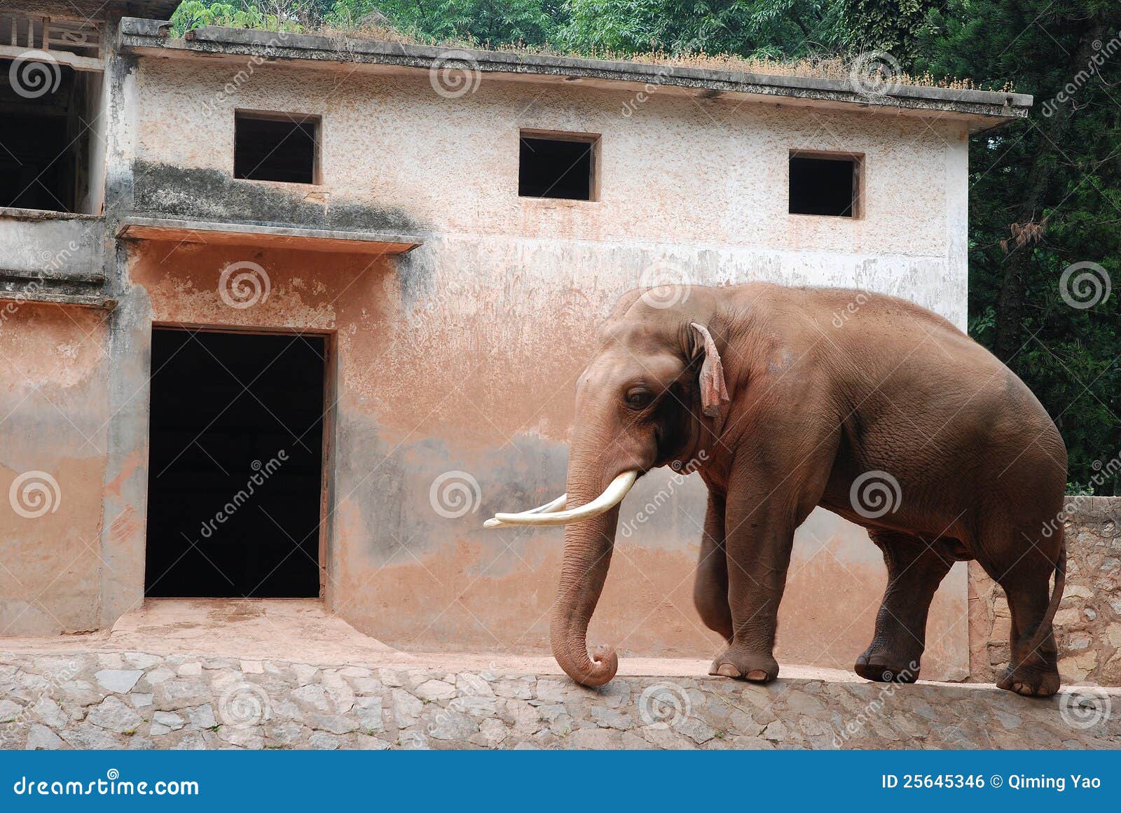 Elephant and its house stock photo. Image of walk, brown - 25645346