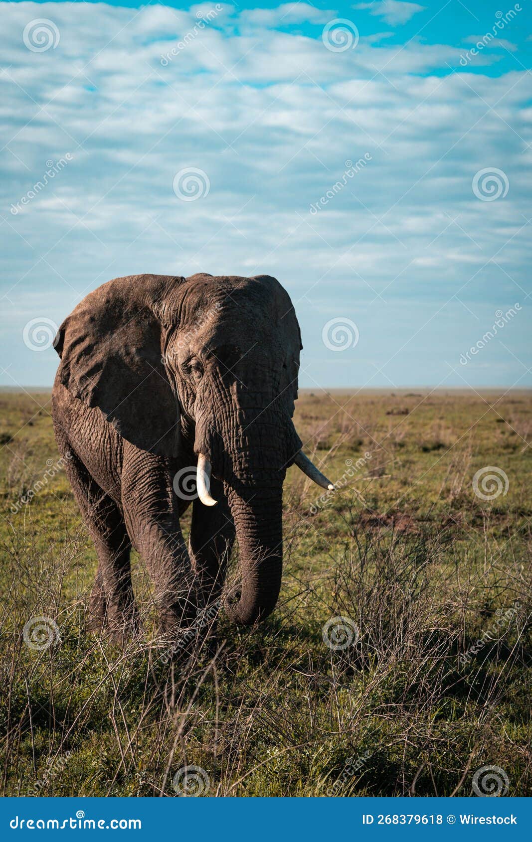 Elephant in Its Natural Environment Stock Photo - Image of outside ...