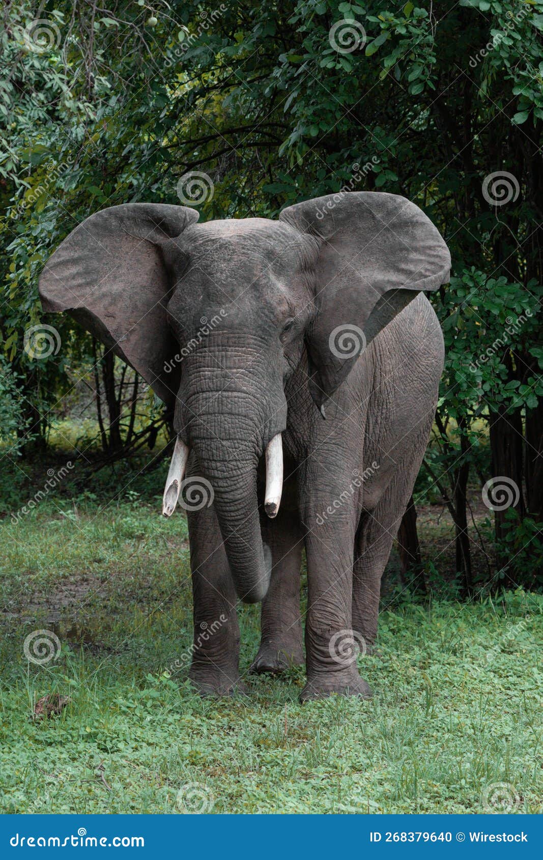Elephant in Its Natural Environment Stock Photo - Image of creature ...