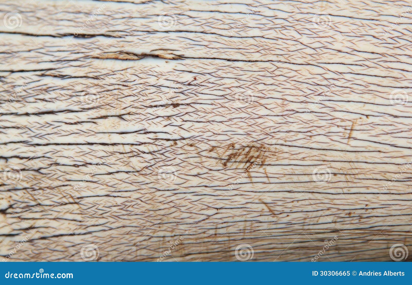 2,119 Elephant Tusk Texture Stock Photos - Free & Royalty-Free Stock ...