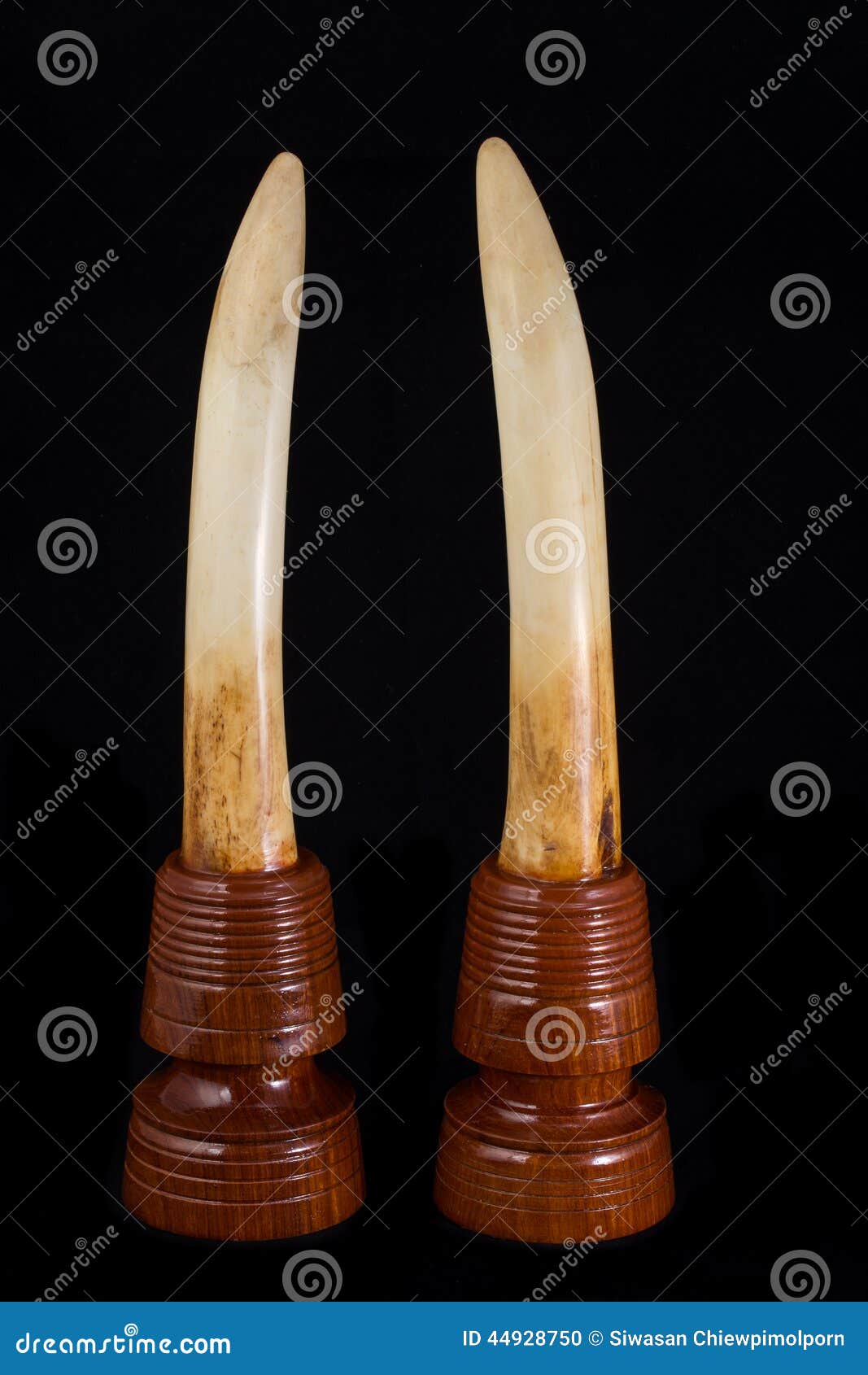 Elephant Ivory Close-up - African Natural Art Royalty-Free Stock ...