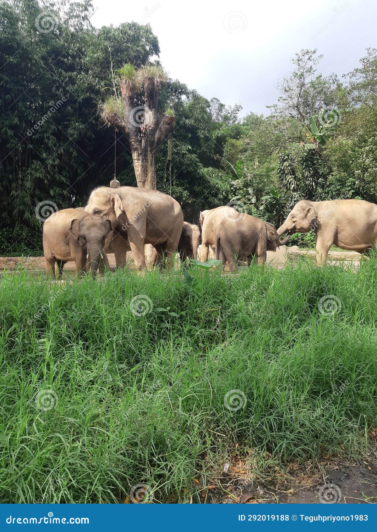 Elephant java stock photo. Image of safari, java, elephant - 292019188