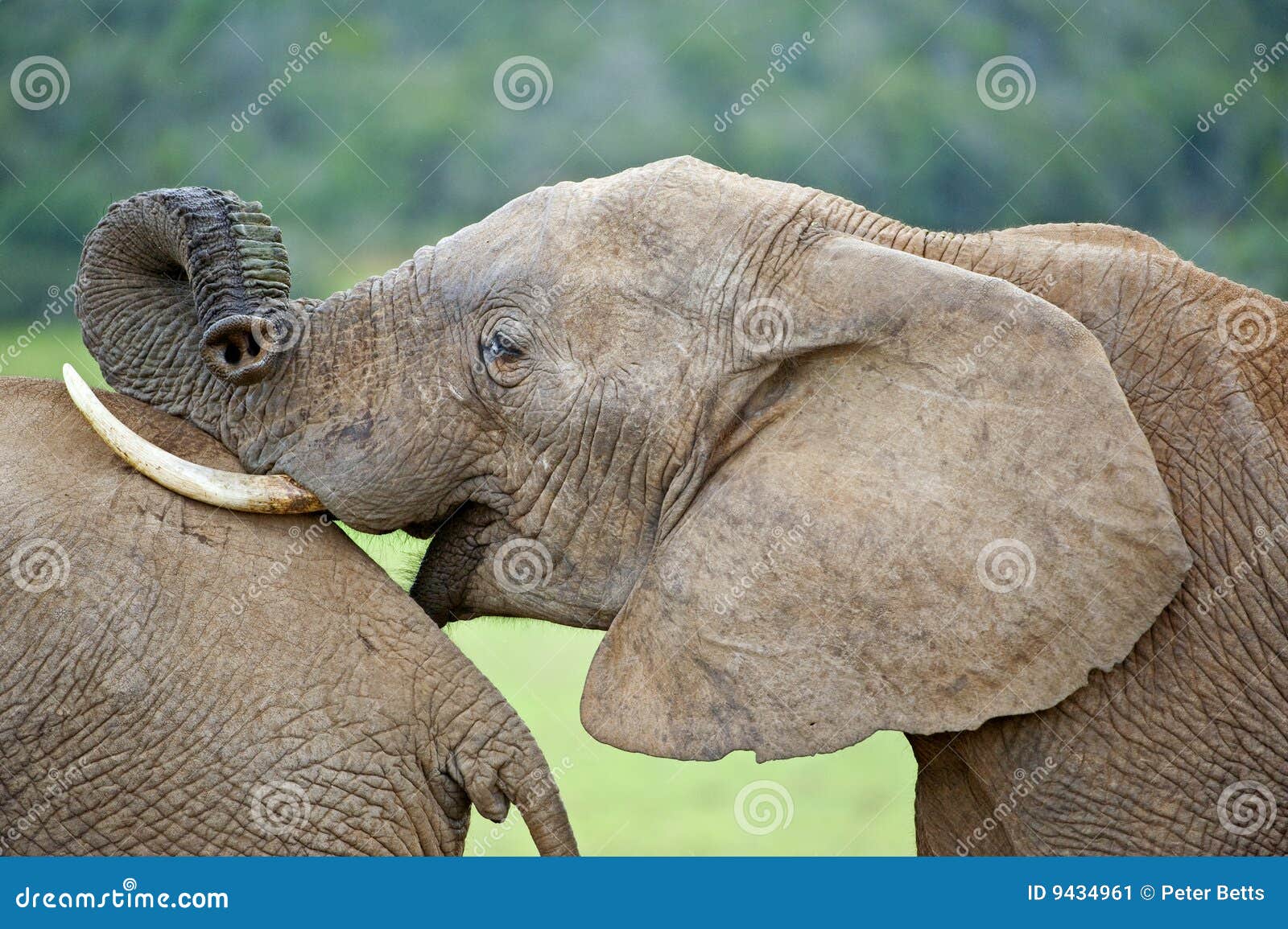 Elephant Joy stock image. Image of mammal, ivory, africa - 9434961