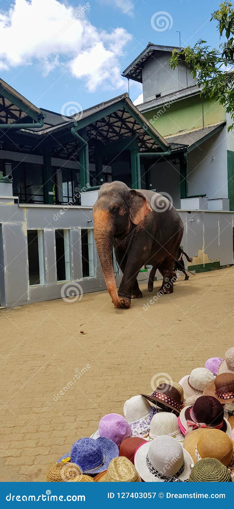 Elephant stock image. Image of tour, kandy, nature, elephant - 127403057