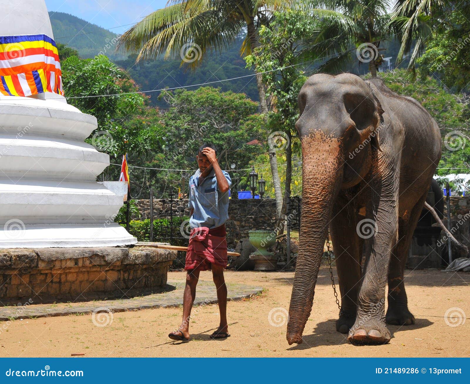 Elephant - Kandy Tooth Relic Temple (Sri Lanka) Editorial Photo - Image ...