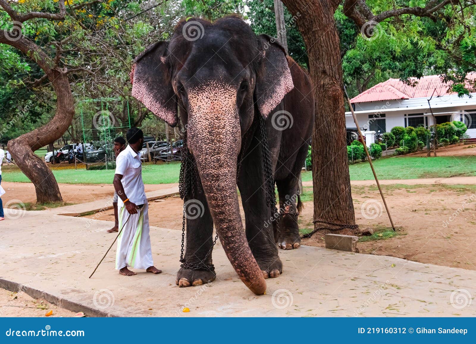 Elephant in Kataragama Devalaya. His Name is Maddu. Editorial ...