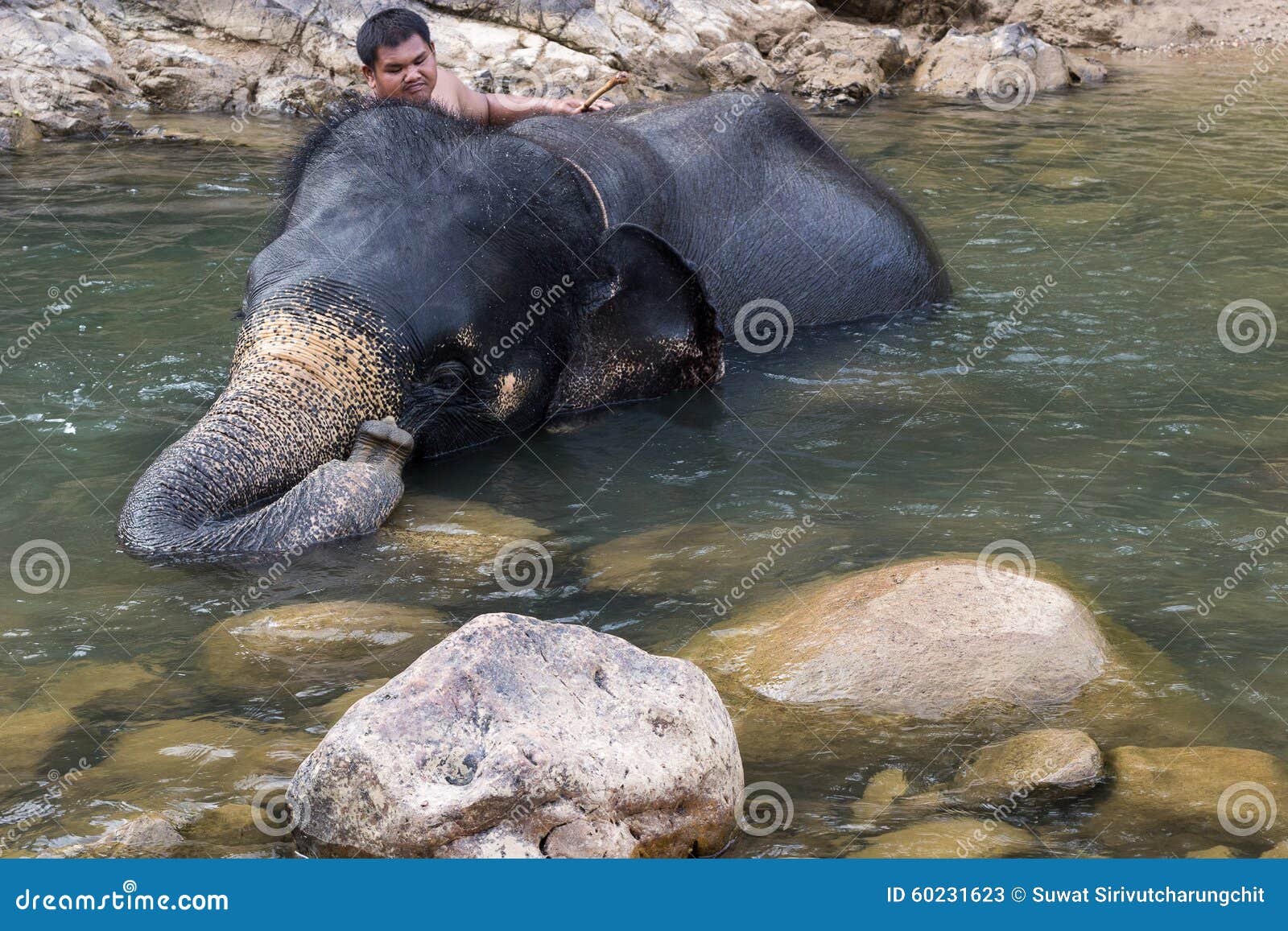 Elephant and Keeper editorial stock photo. Image of camp - 60231623