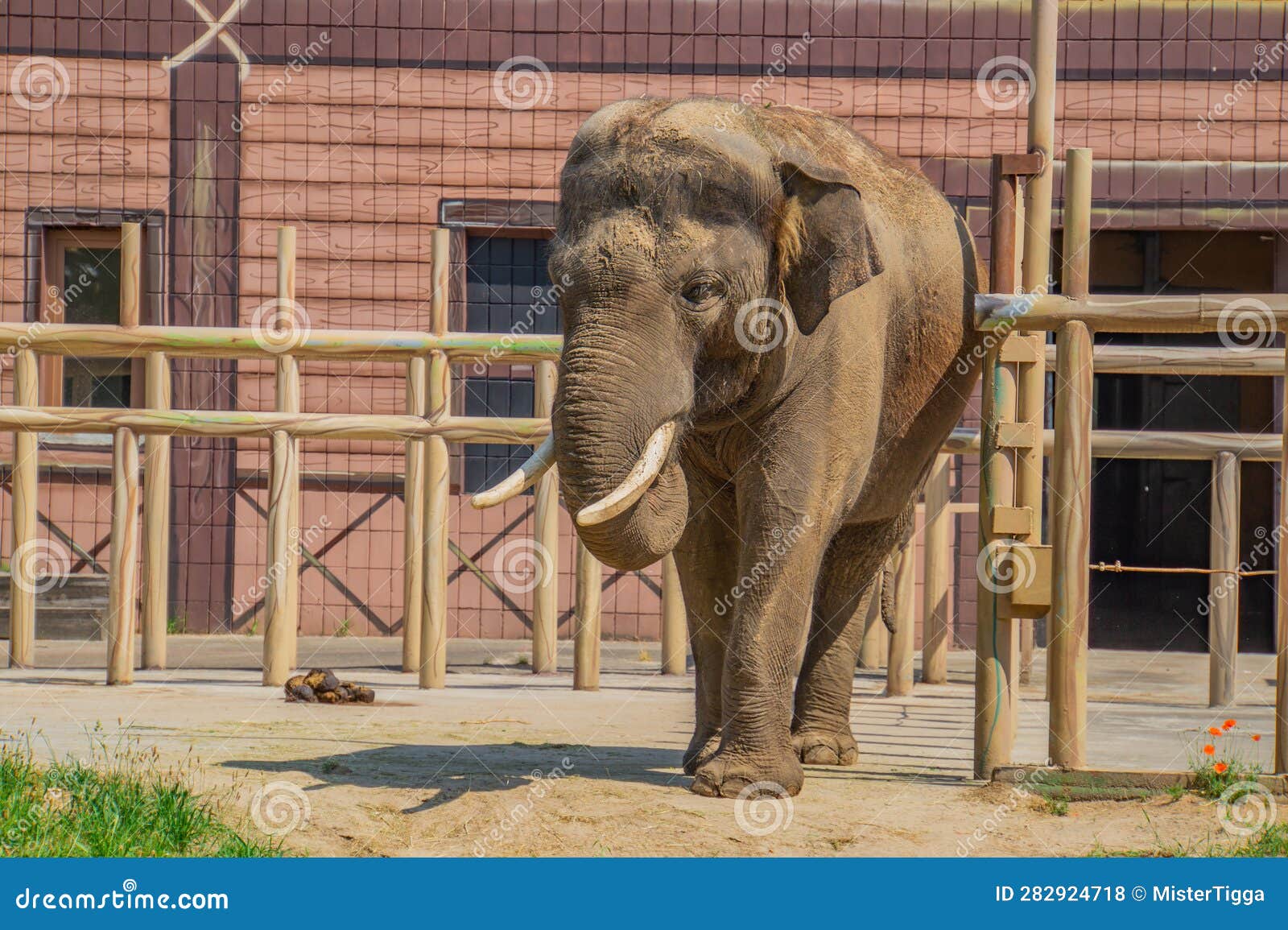 Elephant in the Kiev Zoo, Full Side View Stock Photo - Image of live ...