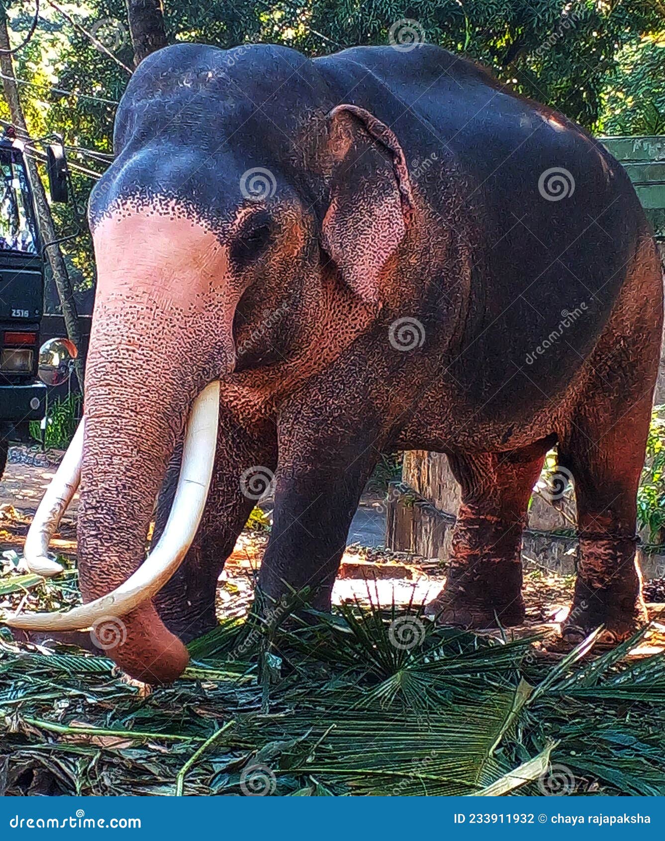 360 Dalada Perahera Stock Photos - Free & Royalty-Free Stock Photos ...