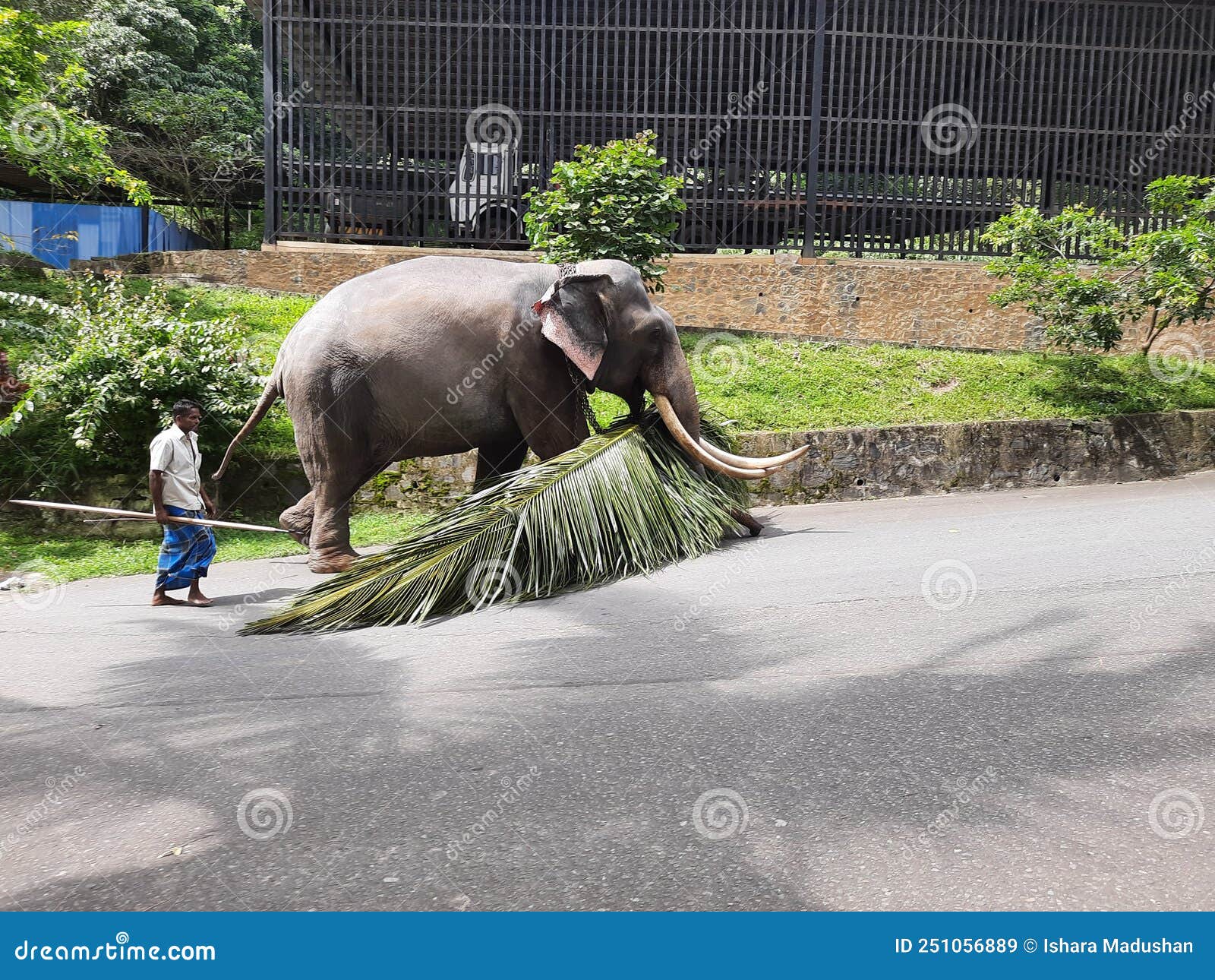 Raja Elephant In Sri Dalada Maligawa Museum, Kandy, Sri Lanka Editorial ...