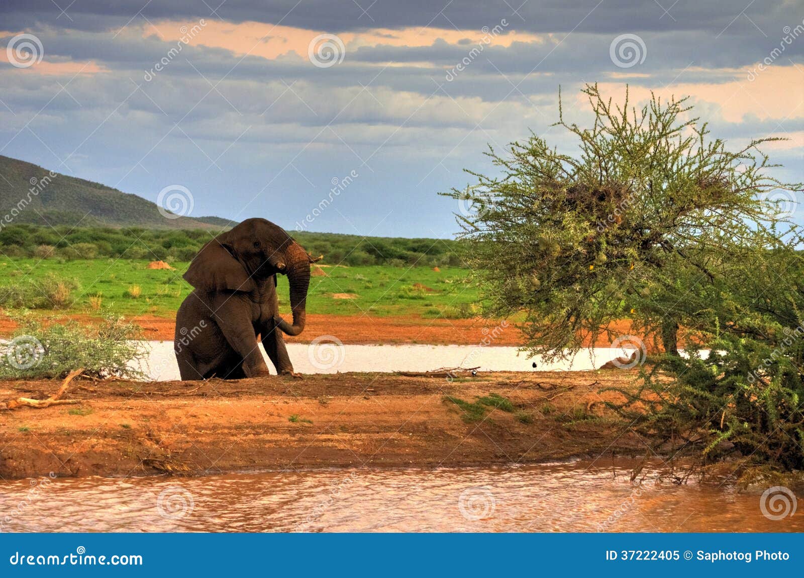Elephant Lake stock image. Image of african, isolated - 37222405