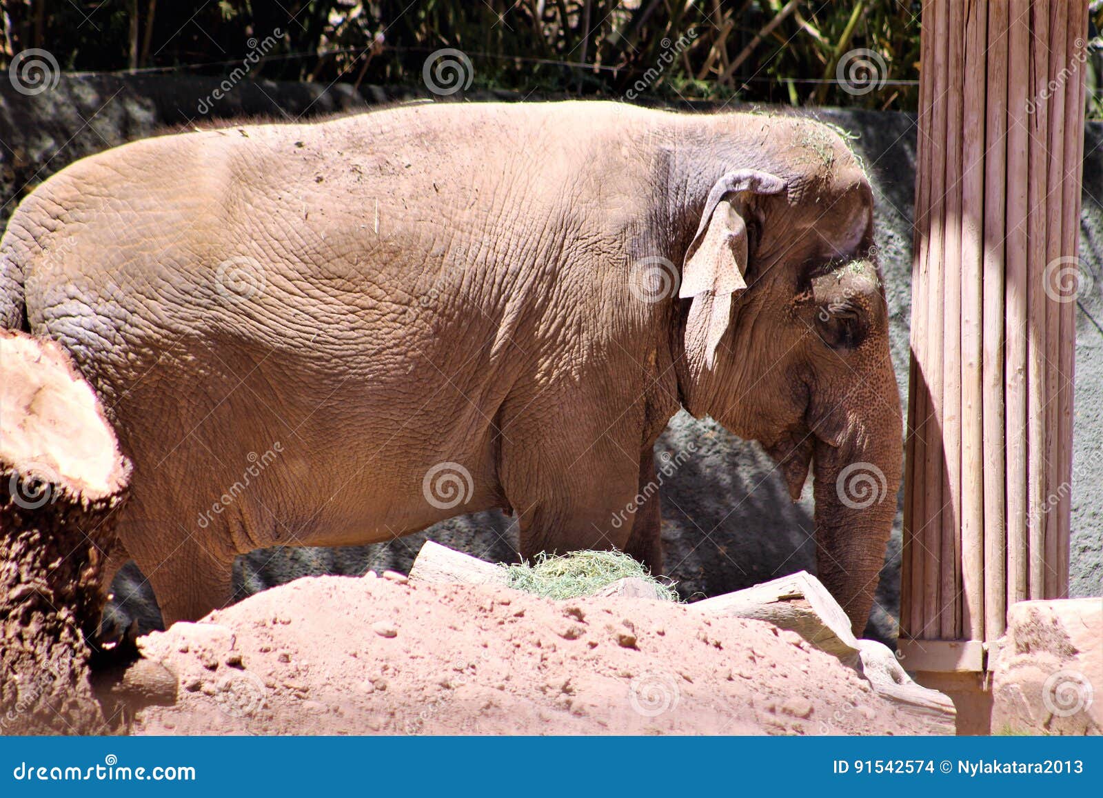 Elephant stock photo. Image of conflict, captivity, fragmentation ...