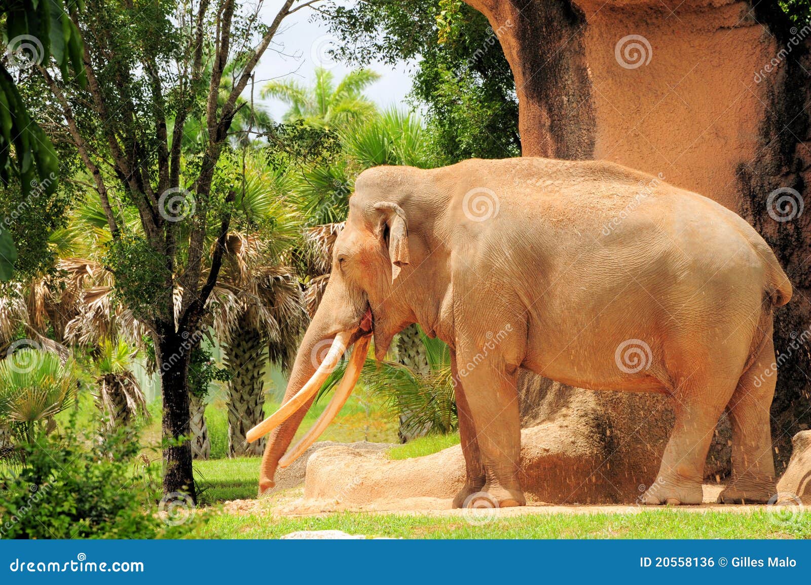 Elephant Laughing stock photo. Image of forests, habitat - 20558136