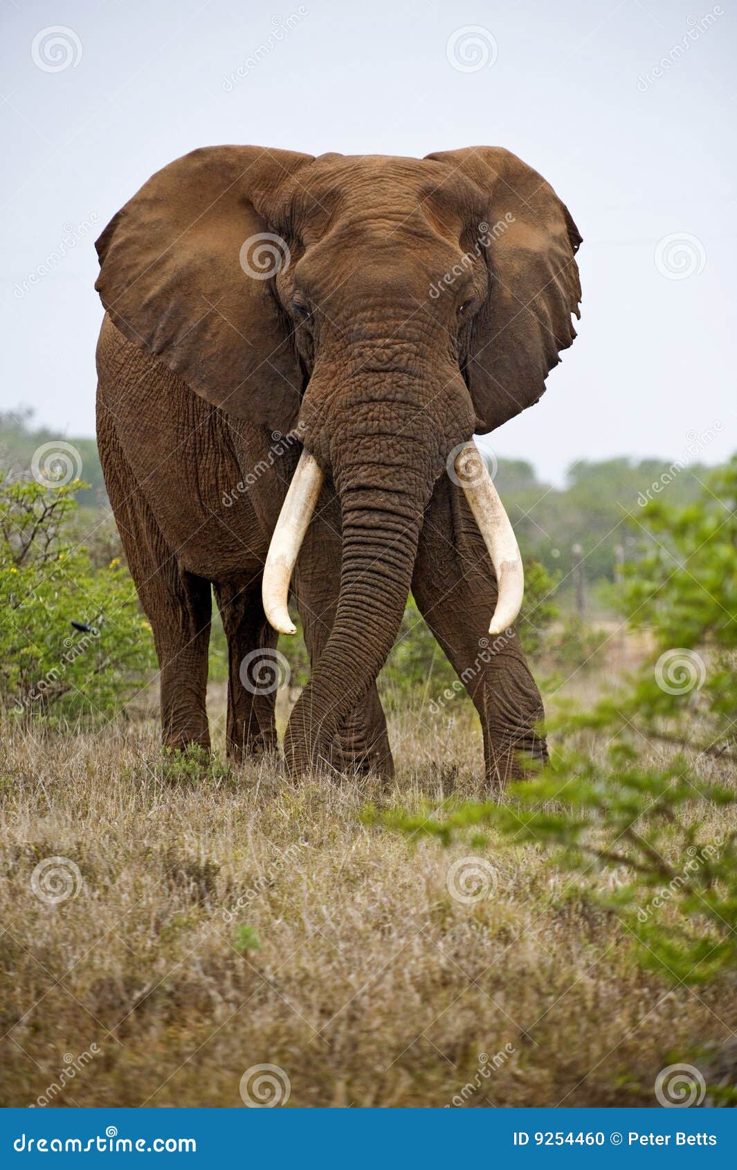 Elephant Leader stock photo. Image of imposing, portrait - 9254460