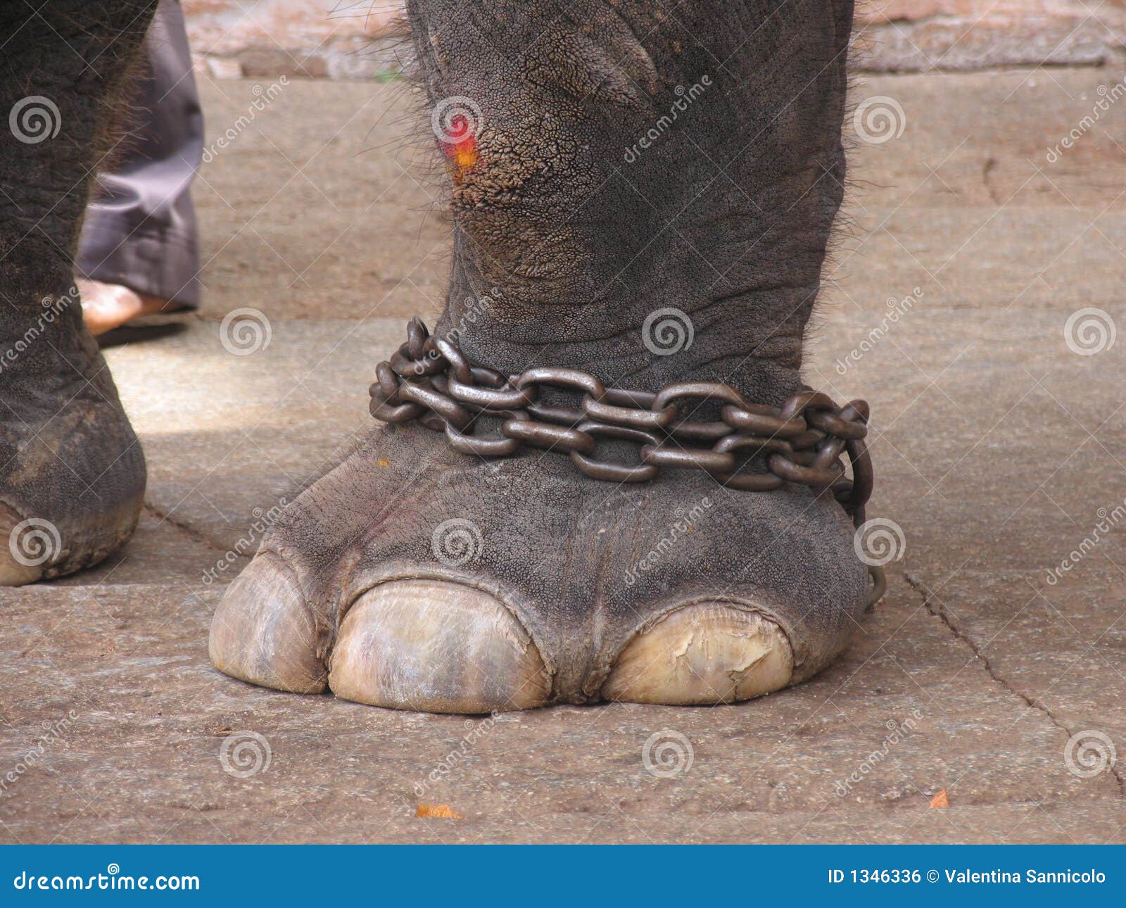 Elephant leg stock photo. Image of india, forest, jungle - 1346336