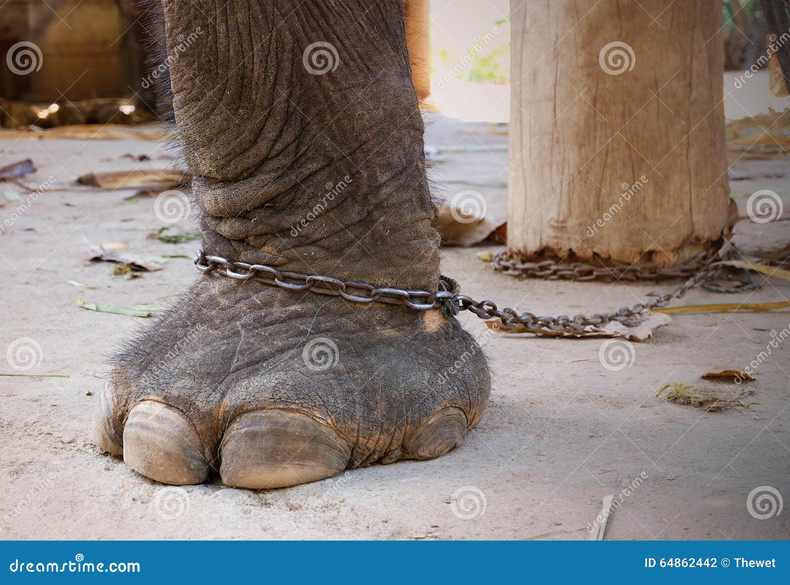 Elephant leg on chain stock photo. Image of asia, elephant - 64862442