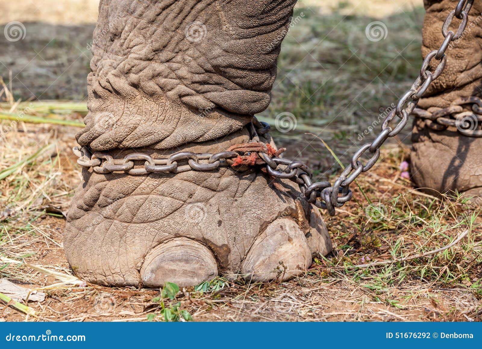 Elephant leg stock photo. Image of animal, elephant, fauna - 51676292