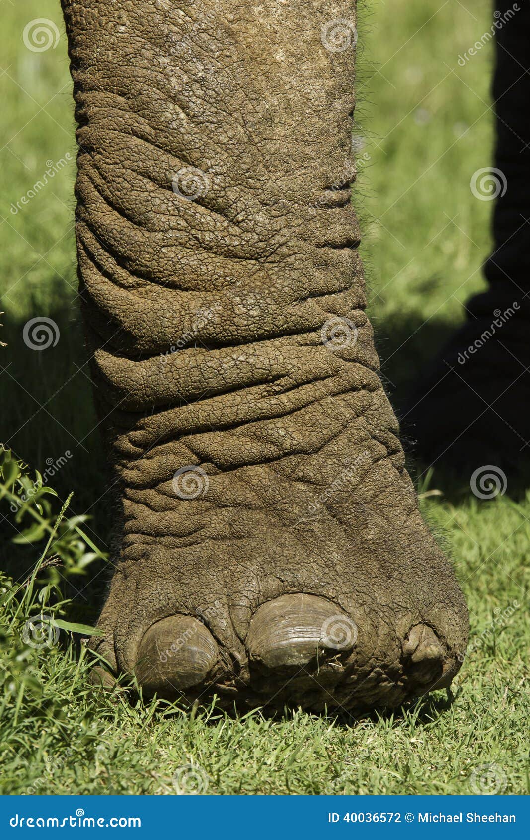 Elephant leg and nails stock photo. Image of tusk, wild - 40036572