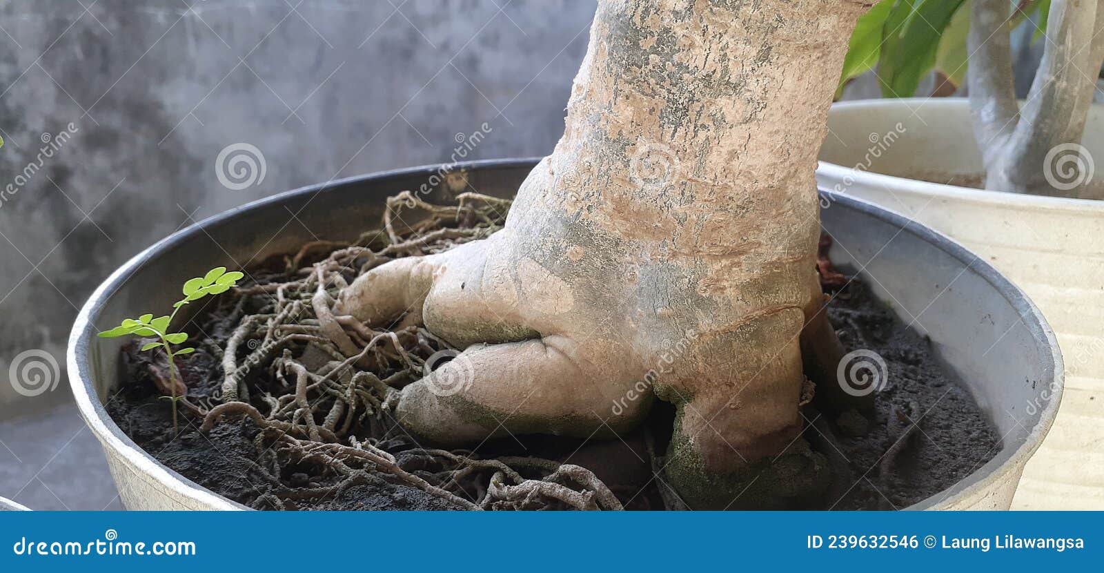 Elephant leg root stock photo. Image of water, elephant - 239632546