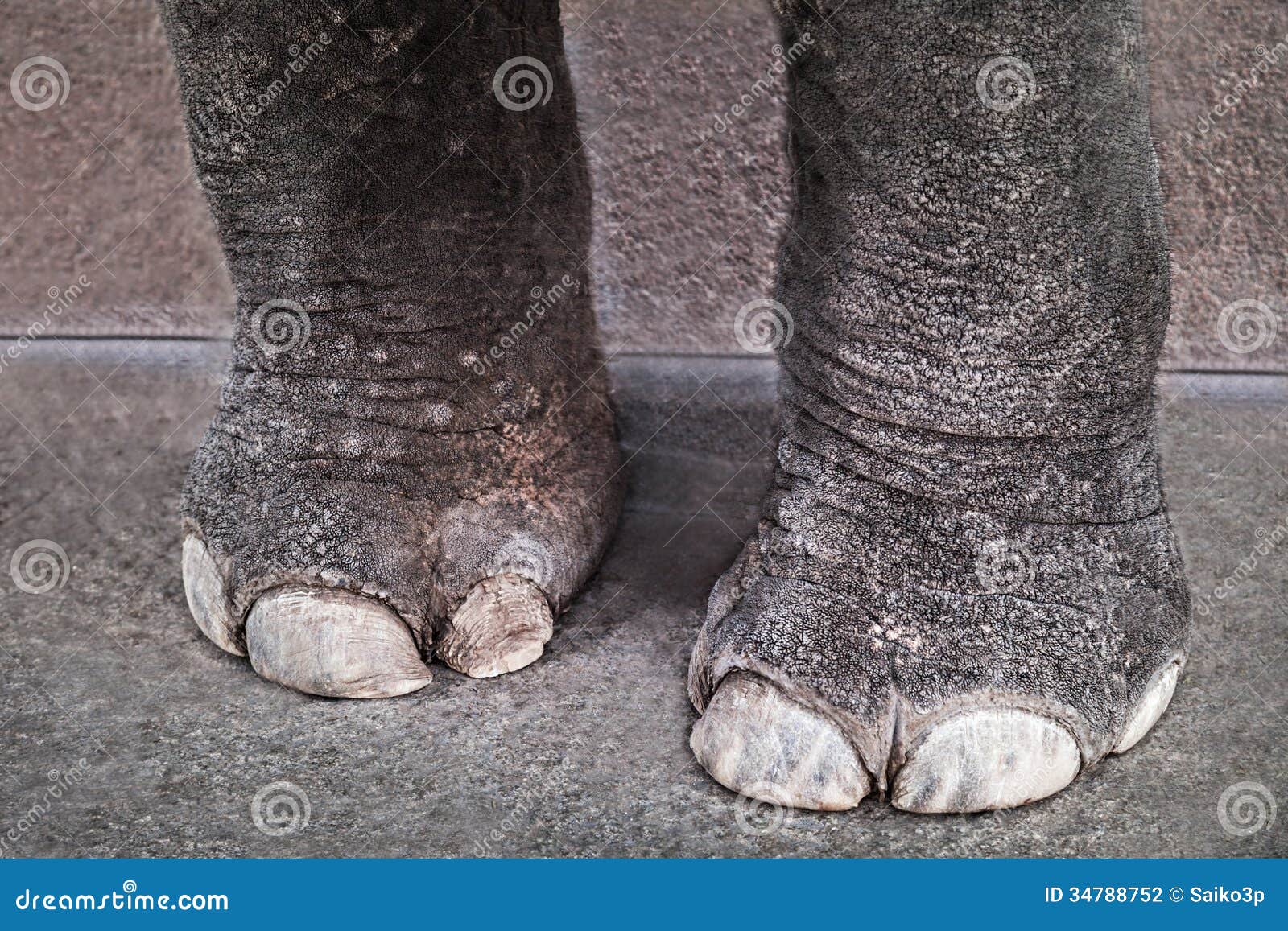 Elephant legs stock photo. Image of poor, large, nature - 34788752