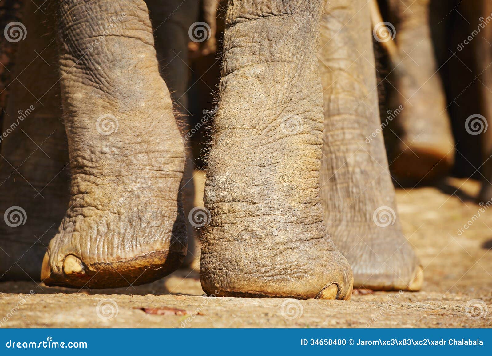 Elephant legs stock photo. Image of giant, climate, mammal - 34650400
