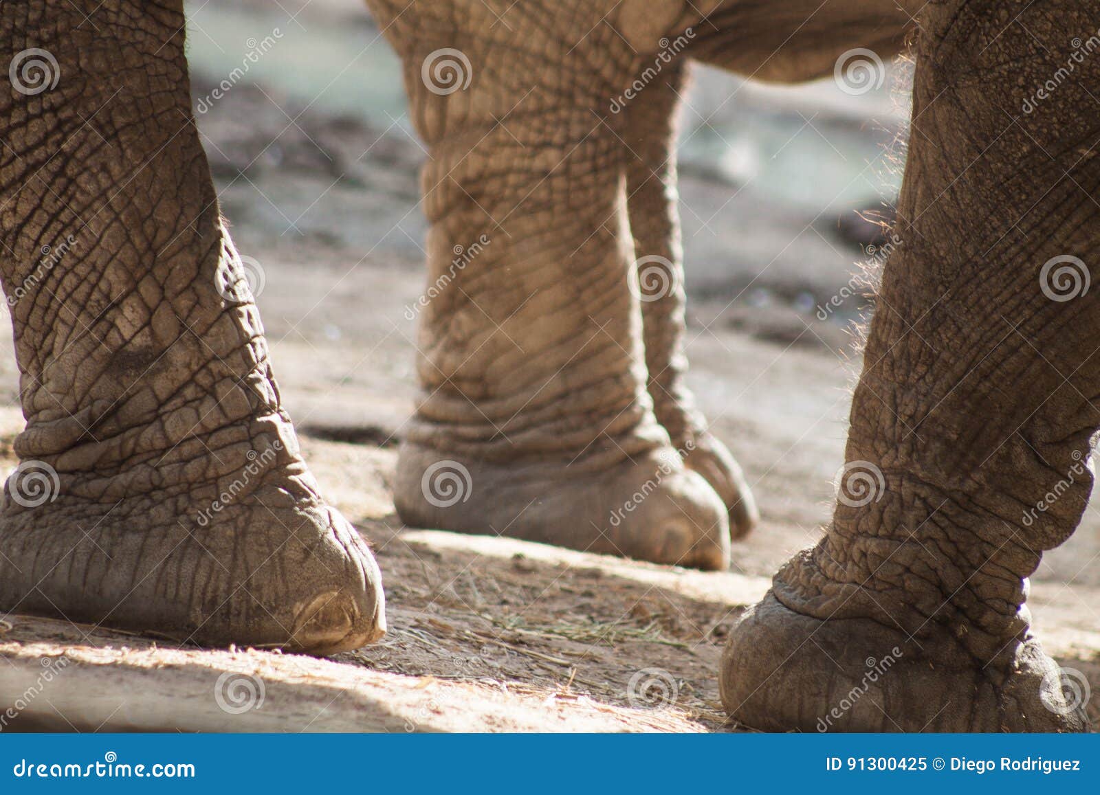 Elephant legs stock image. Image of wrinkles, elephant - 91300425