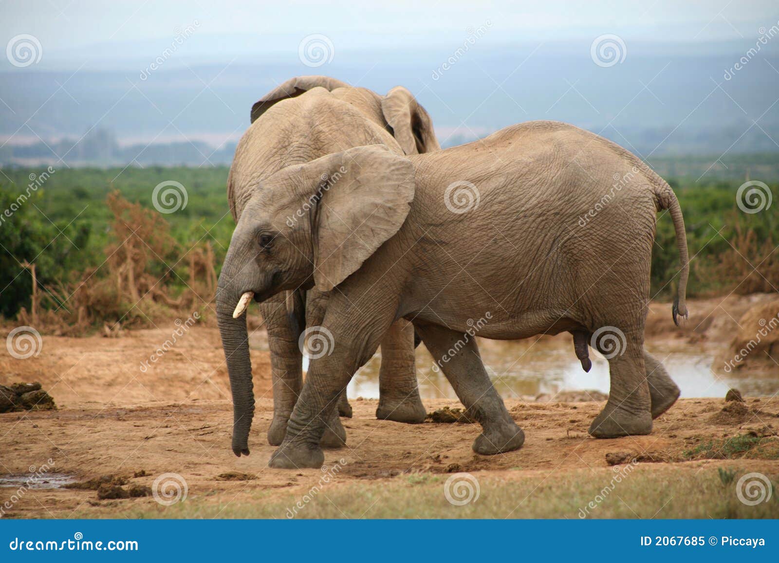 Elephant Life Style in South Africa Stock Image - Image of south ...
