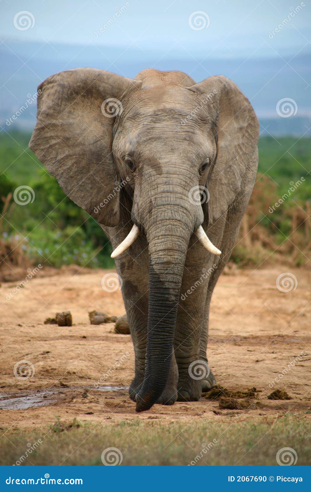 Elephant Life Style in South Africa Stock Photo - Image of reserve ...