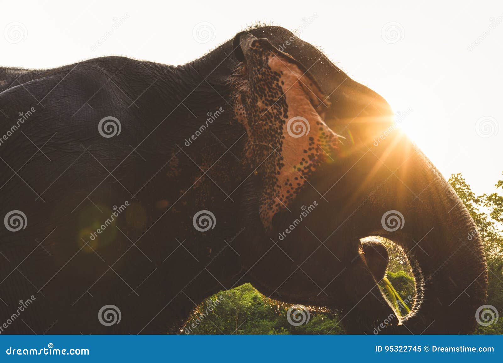 Elephant in the Light of the Sun Stock Image - Image of sunrise ...
