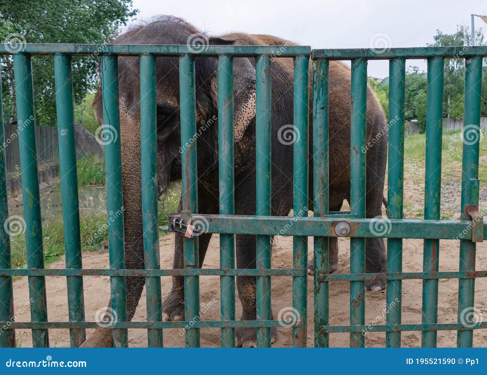 Elephant Locked in Cage Gate Prison Wall in Zoo Stock Photo - Image of ...