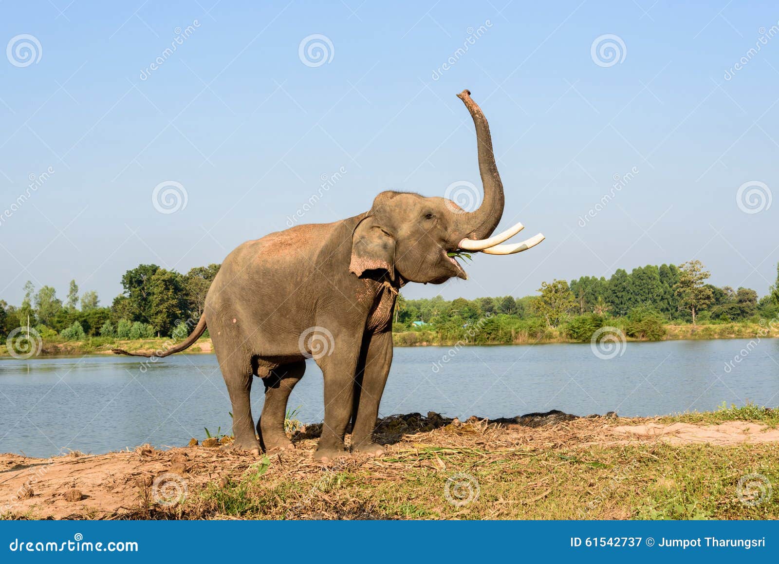 Elephant stock image. Image of mother, wild, conservation - 61542737