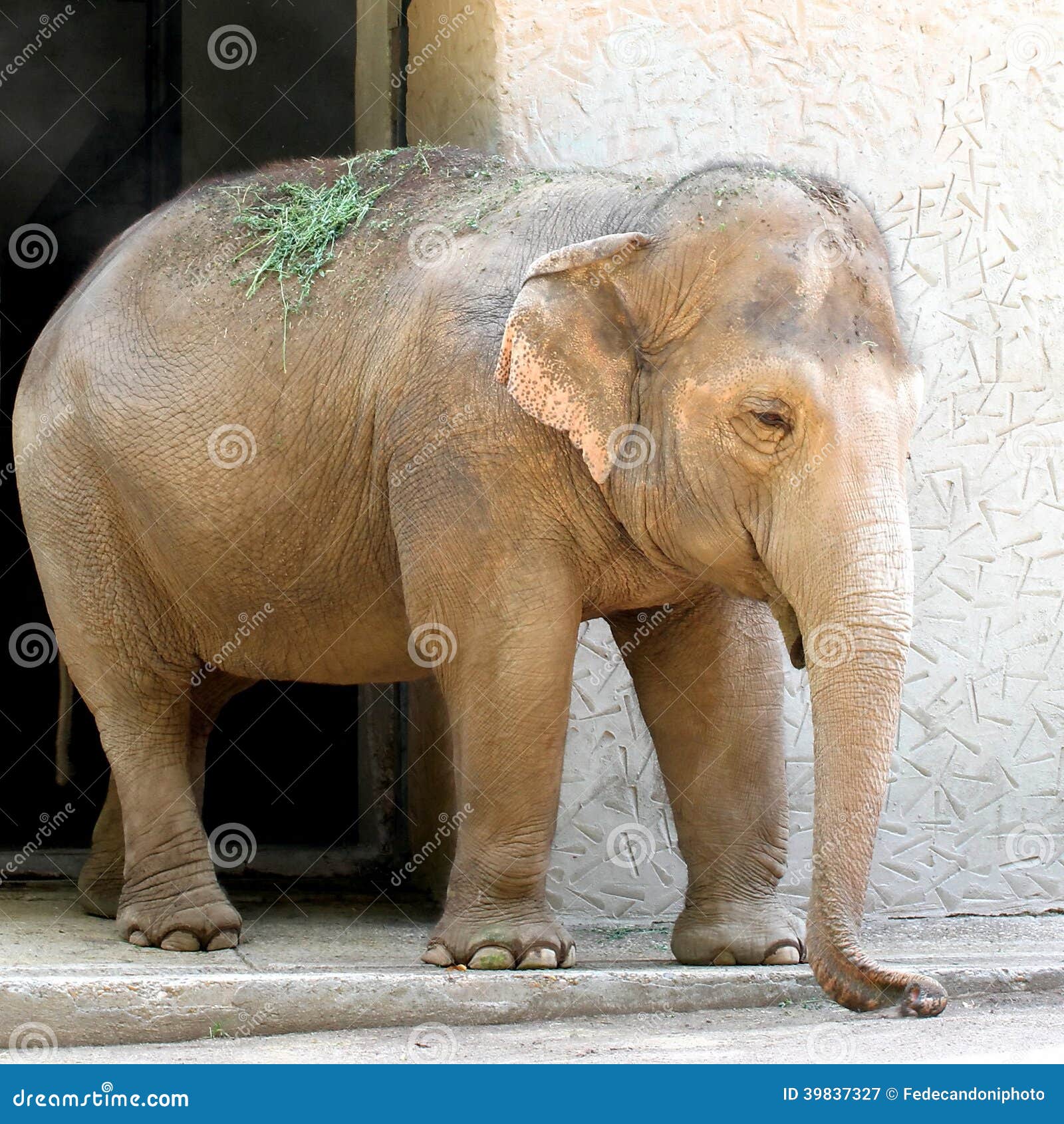 Elephant with a long trunk stock image. Image of clean - 39837327