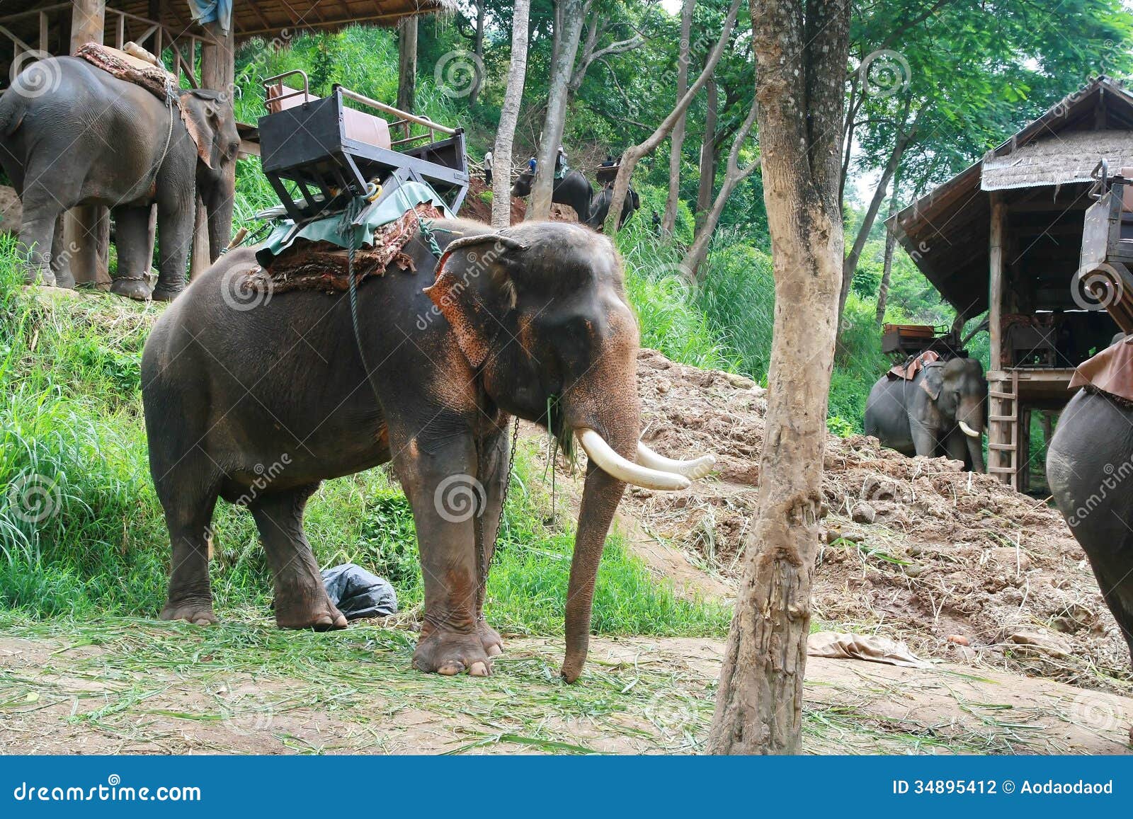 Elephant with long tusk stock photo. Image of baby, rider - 34895412