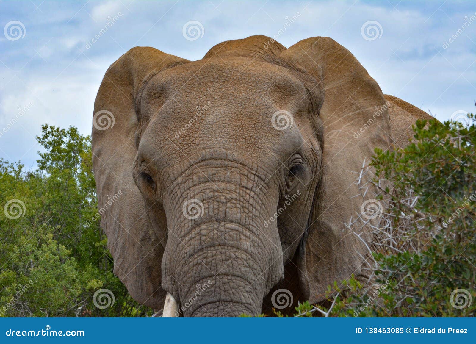 Elephant Looking into Camera Stock Image - Image of elephant, wildlife ...