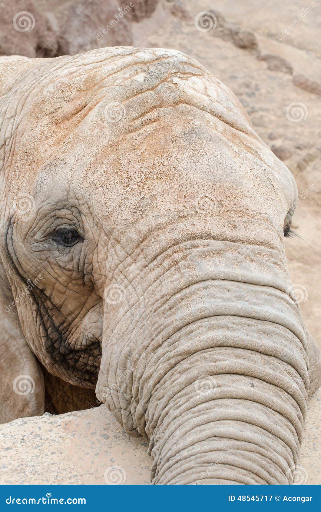 Elephant Looking at Camera. Stock Image - Image of animal, mammal: 48545717