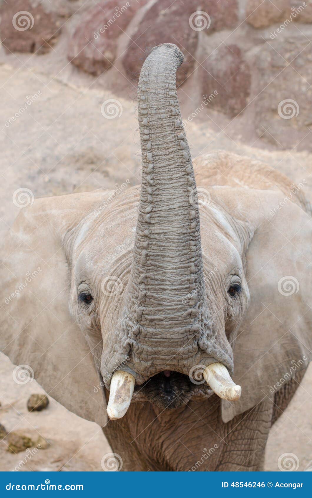 Elephant Looking at Camera. Stock Photo - Image of close, outdoor: 48546246