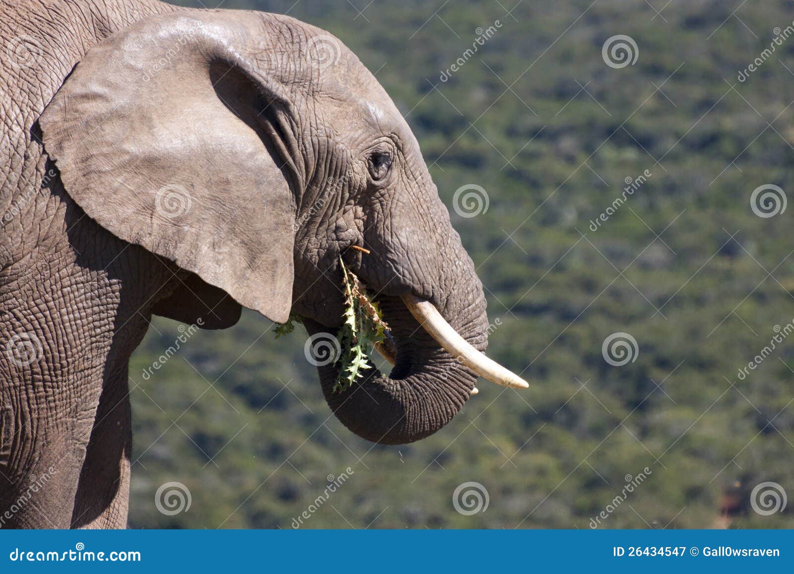 Elephant Looking into Distance Stock Image - Image of africa, elephant ...