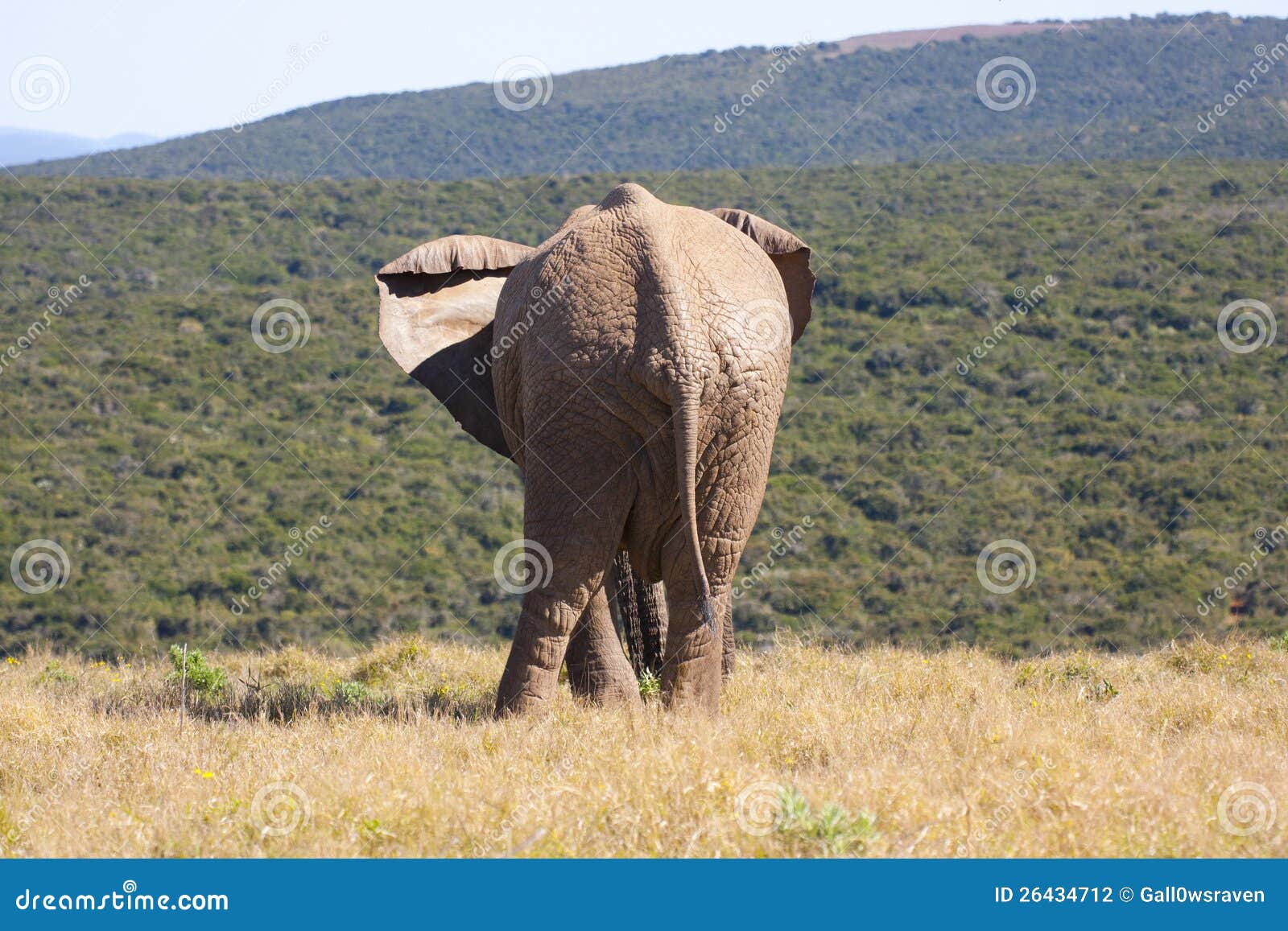 Elephant Looking into Distance Stock Photo - Image of safari, steppe ...