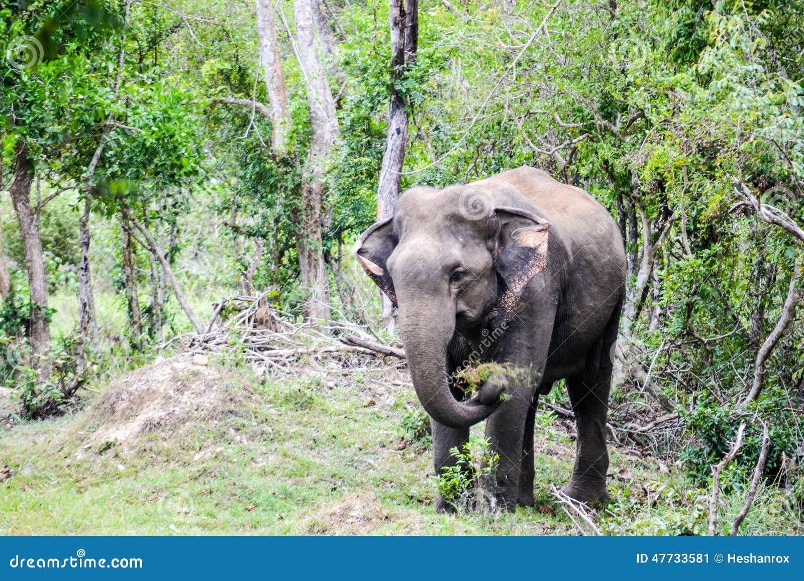 Elephant stock image. Image of outdoors, environment - 47733581