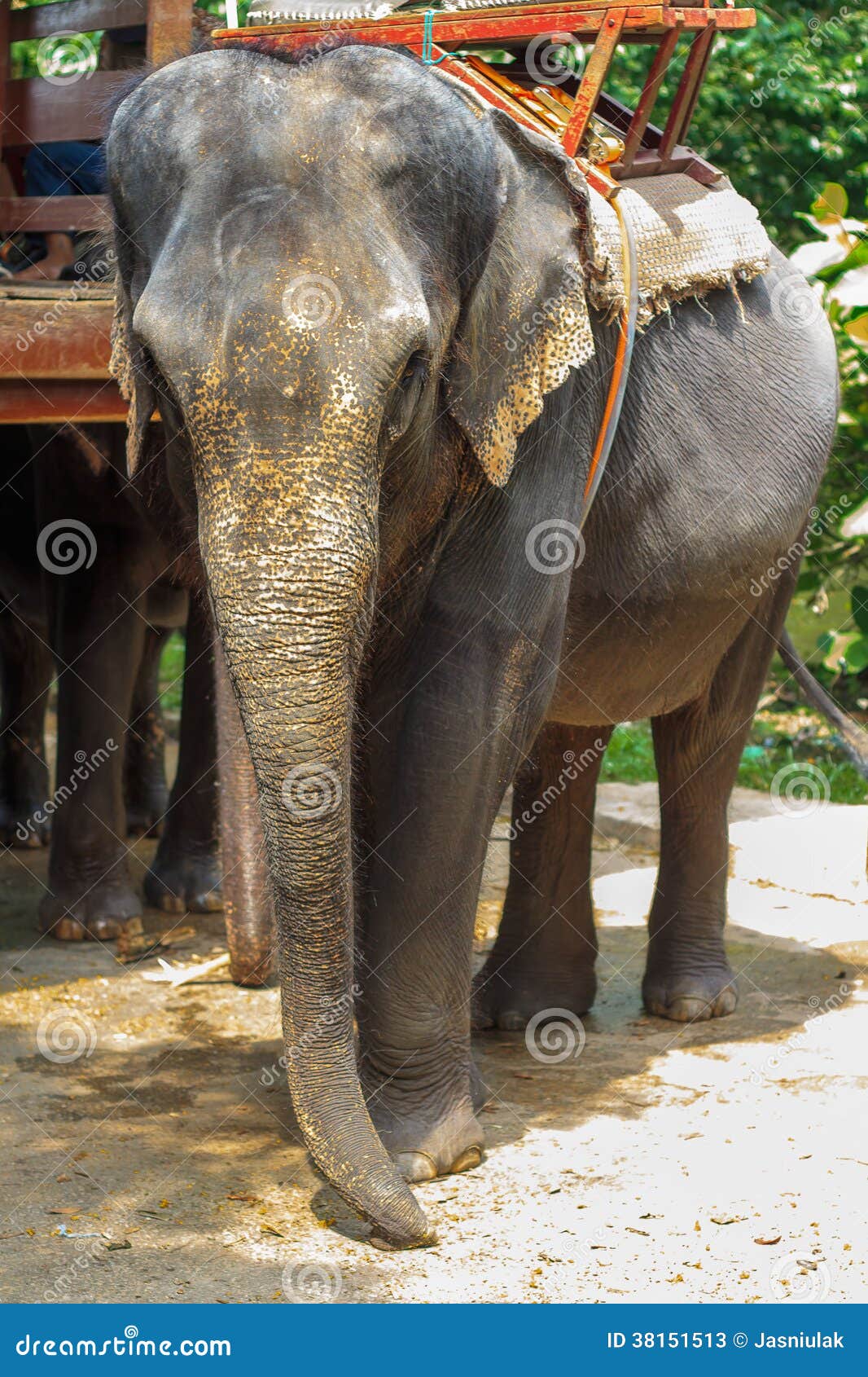 Elephant Looking To the Camera Stock Image - Image of africana, aged ...
