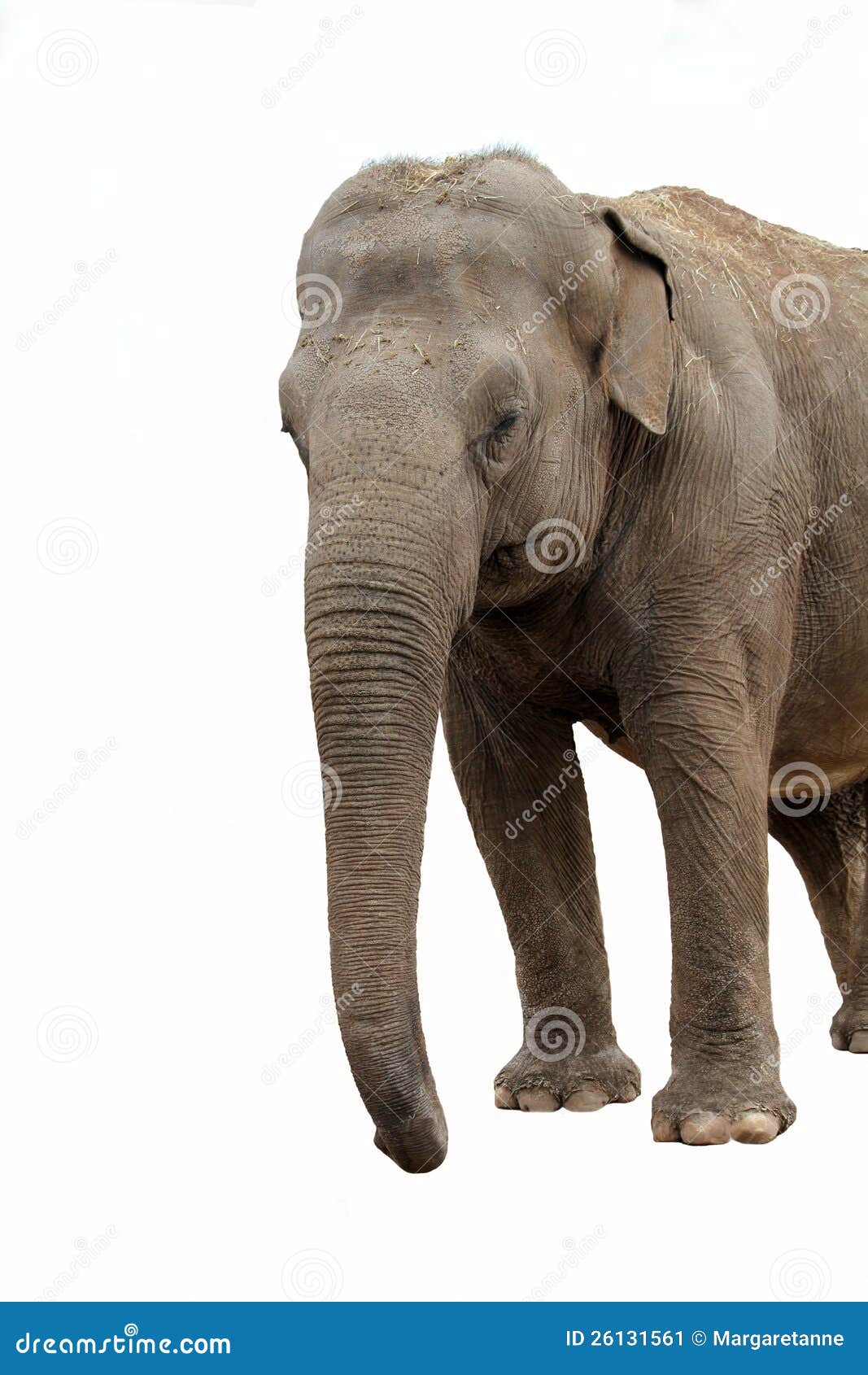 Elephant looking to right stock image. Image of nature - 26131561