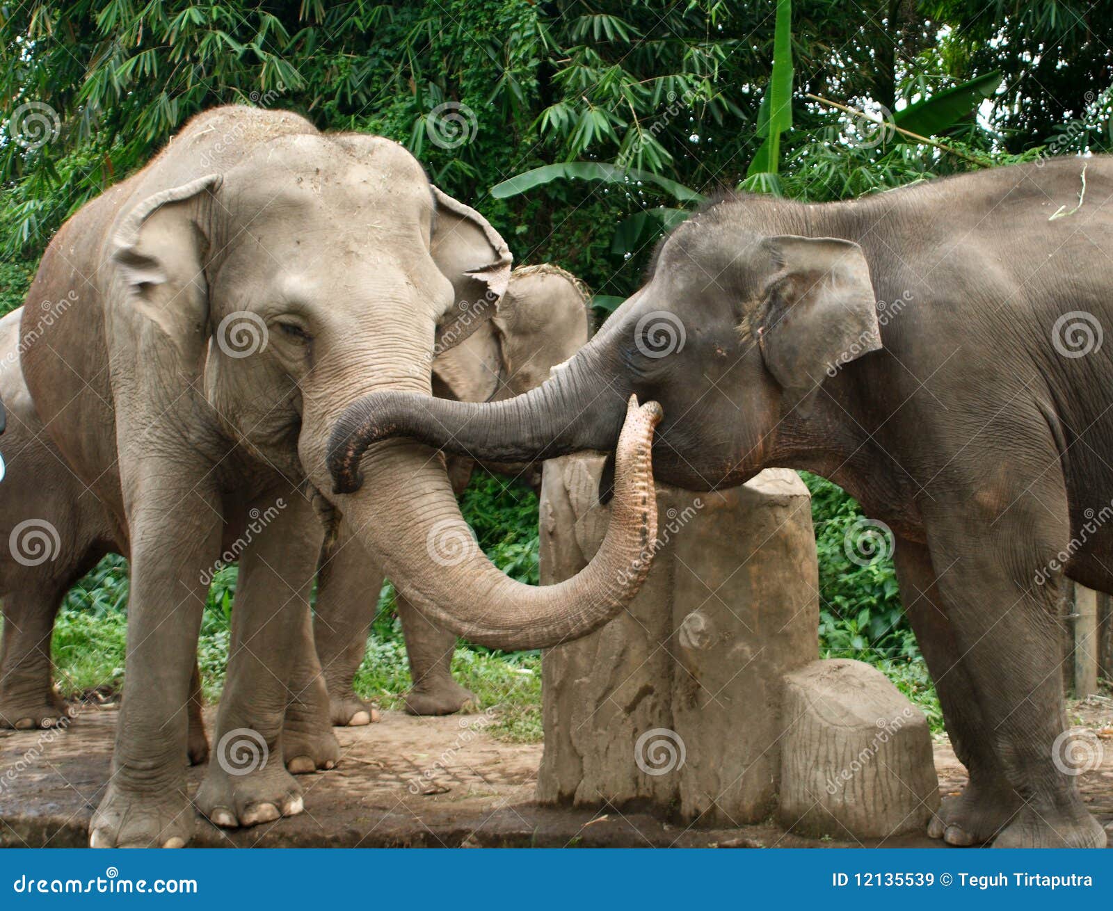 Elephant in love stock image. Image of trunk, giant, indonesia - 12135539
