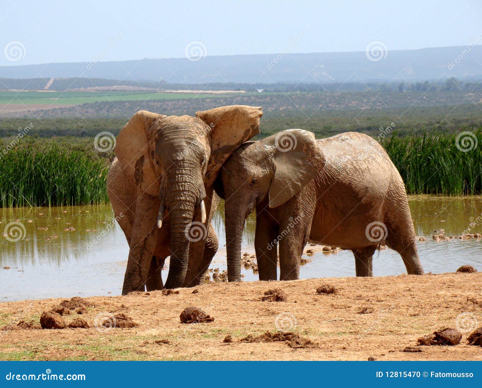 Elephant Love stock photo. Image of adapted, elephant - 12815470