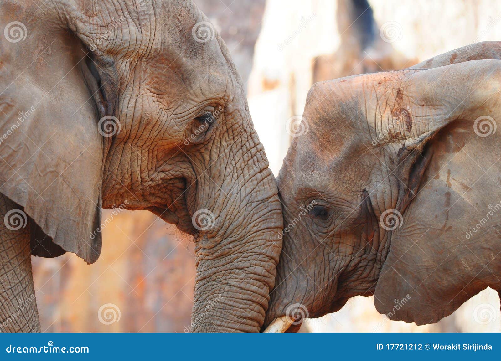 Elephant in Love stock photo. Image of long, africa, little - 17721212
