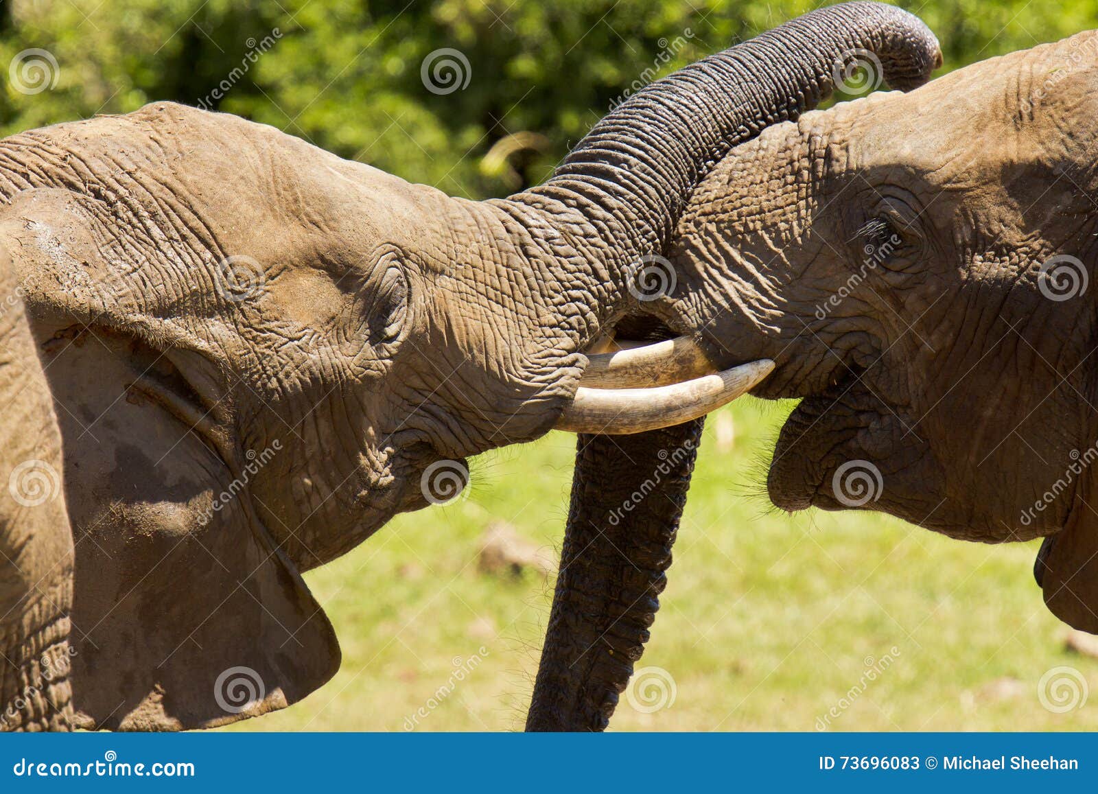 Elephant Love and Affection Stock Image - Image of closeup, pachyderm ...